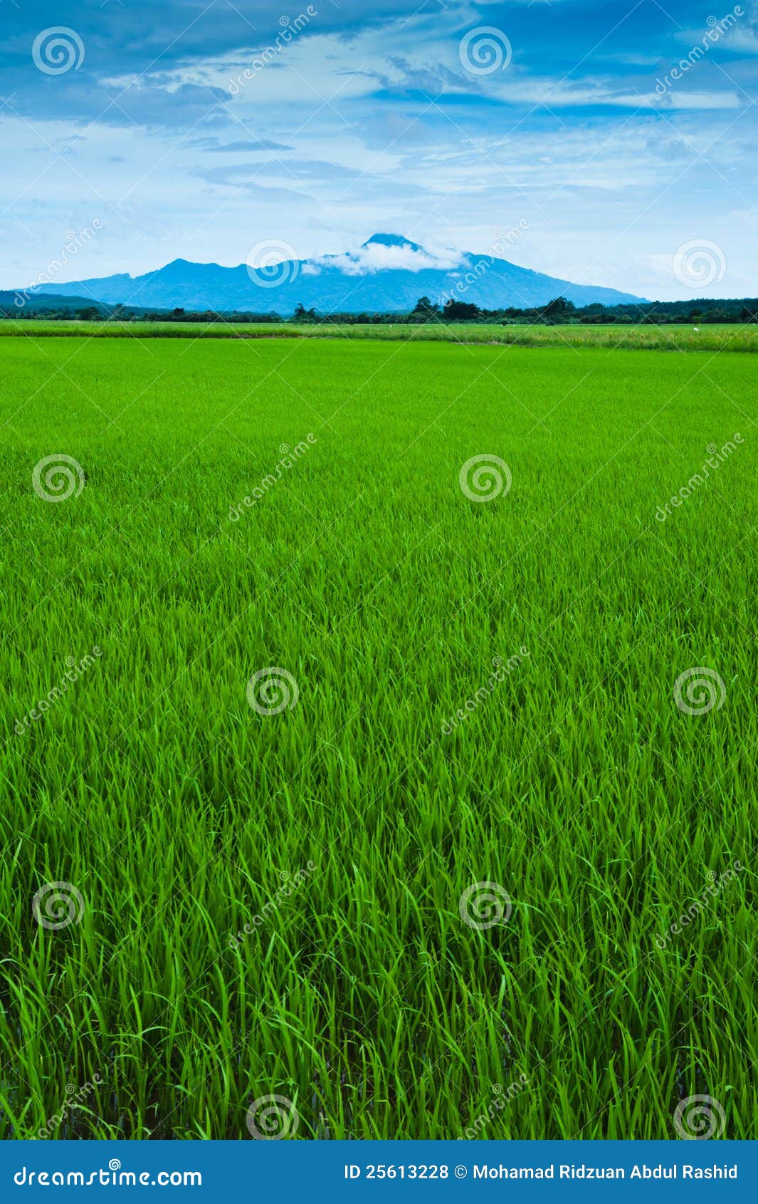 Padi Field stock photo. Image of padi, agriculture, water - 25613228