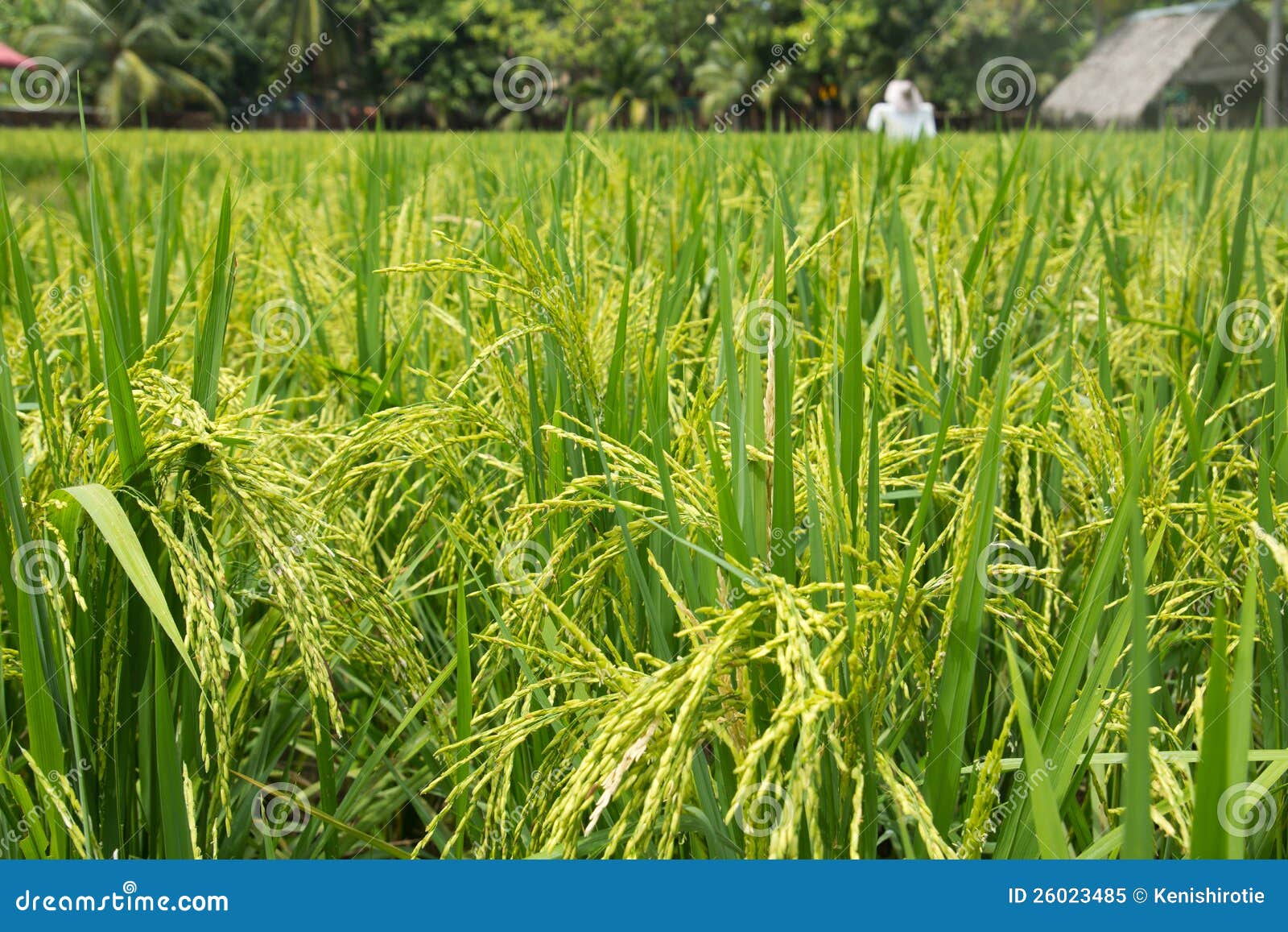 Padi field stock image. Image of growing, grass, natural - 26023485