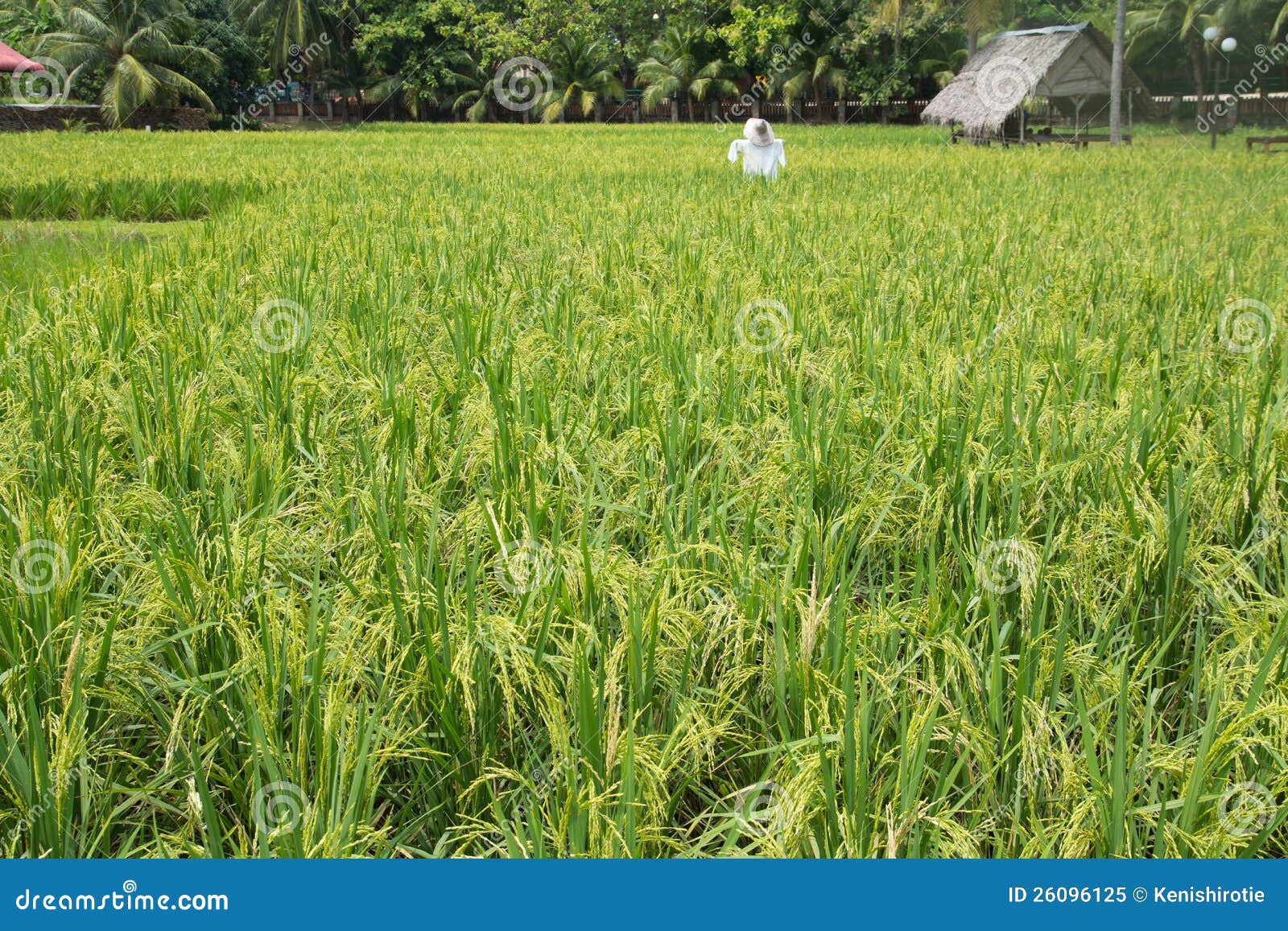 Padi field stock image. Image of natural, grass, padi - 26096125