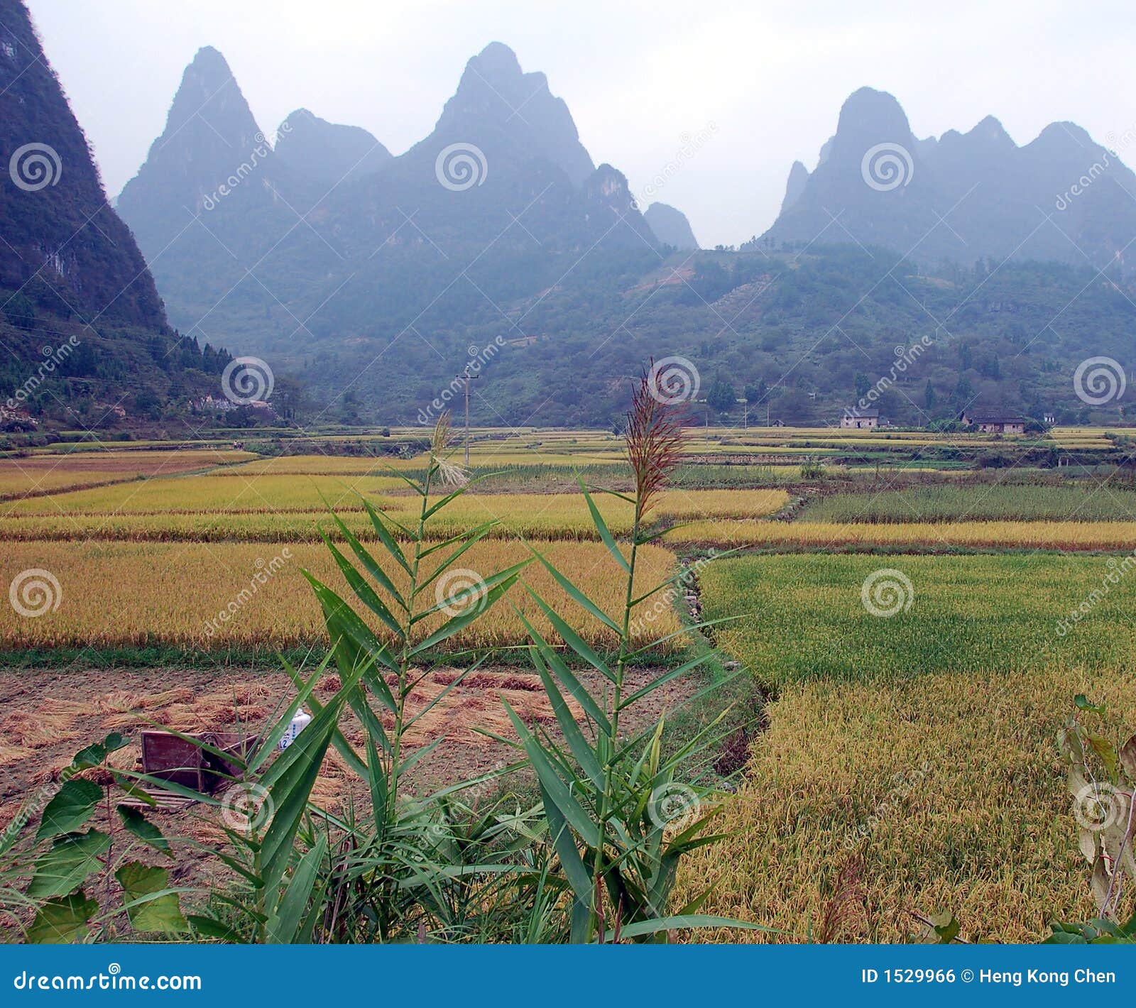 Padi field 4 stock photo. Image of village, rice, ripe - 1529966
