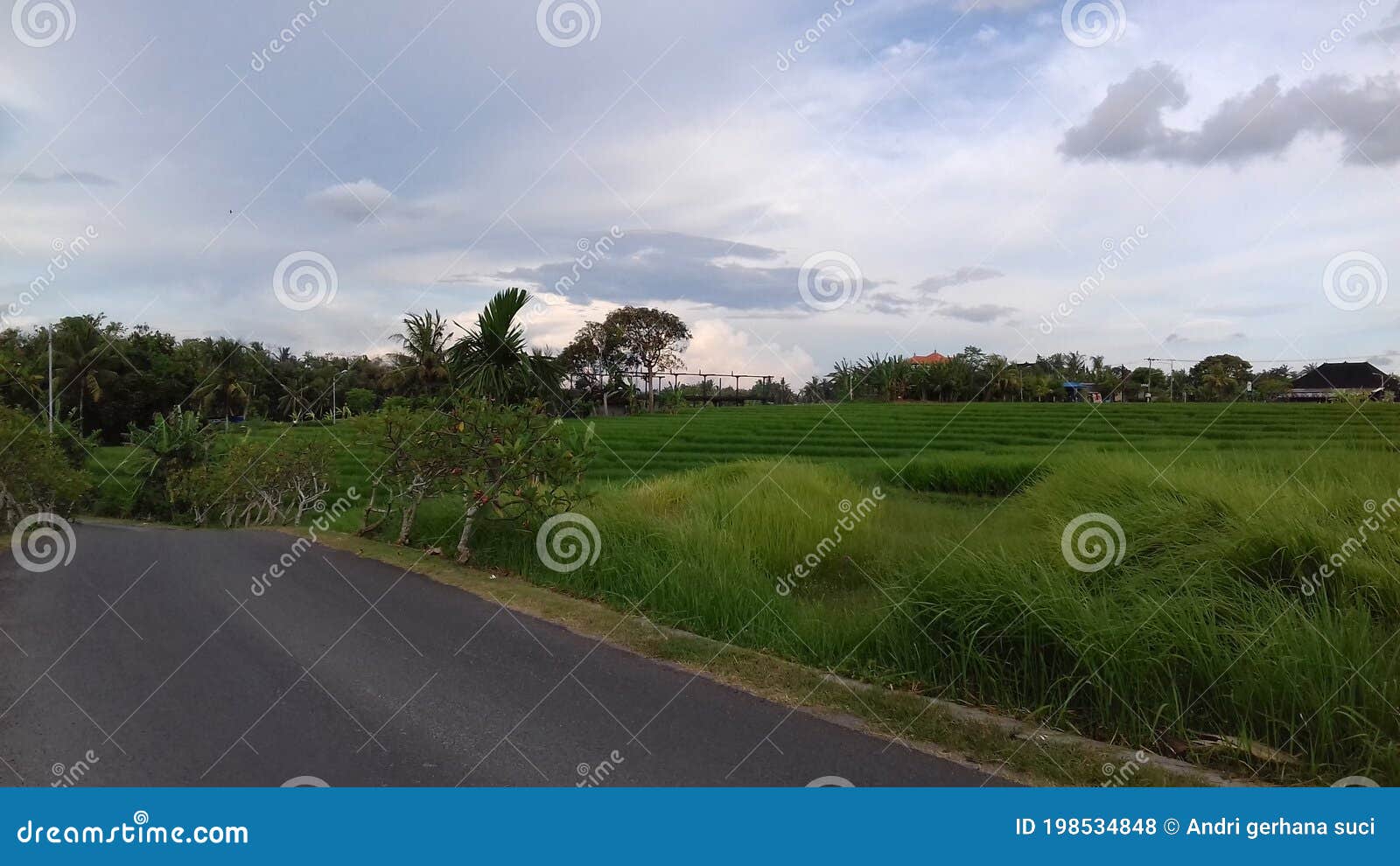 Padi field at Bali stock photo. Image of grassland, road - 198534848