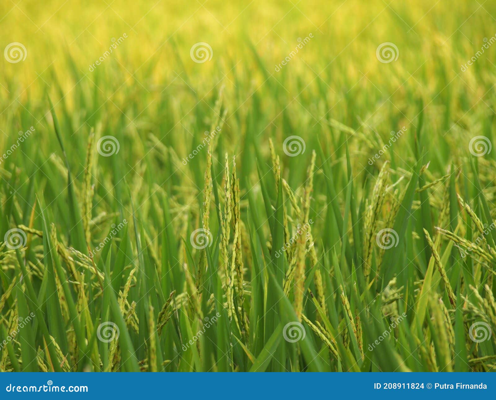 Padi field stock photo. Image of field, green, agriculture - 208911824