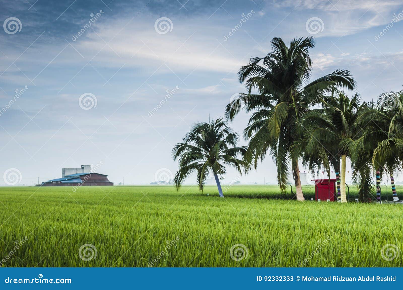Padi Field stock image. Image of landscapes, sunrise - 92332333