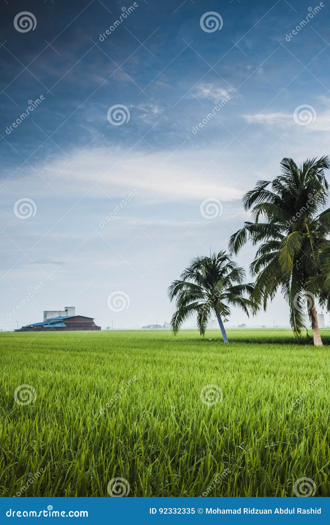 Padi Field stock image. Image of nature, selangor, sekinchan - 92332335