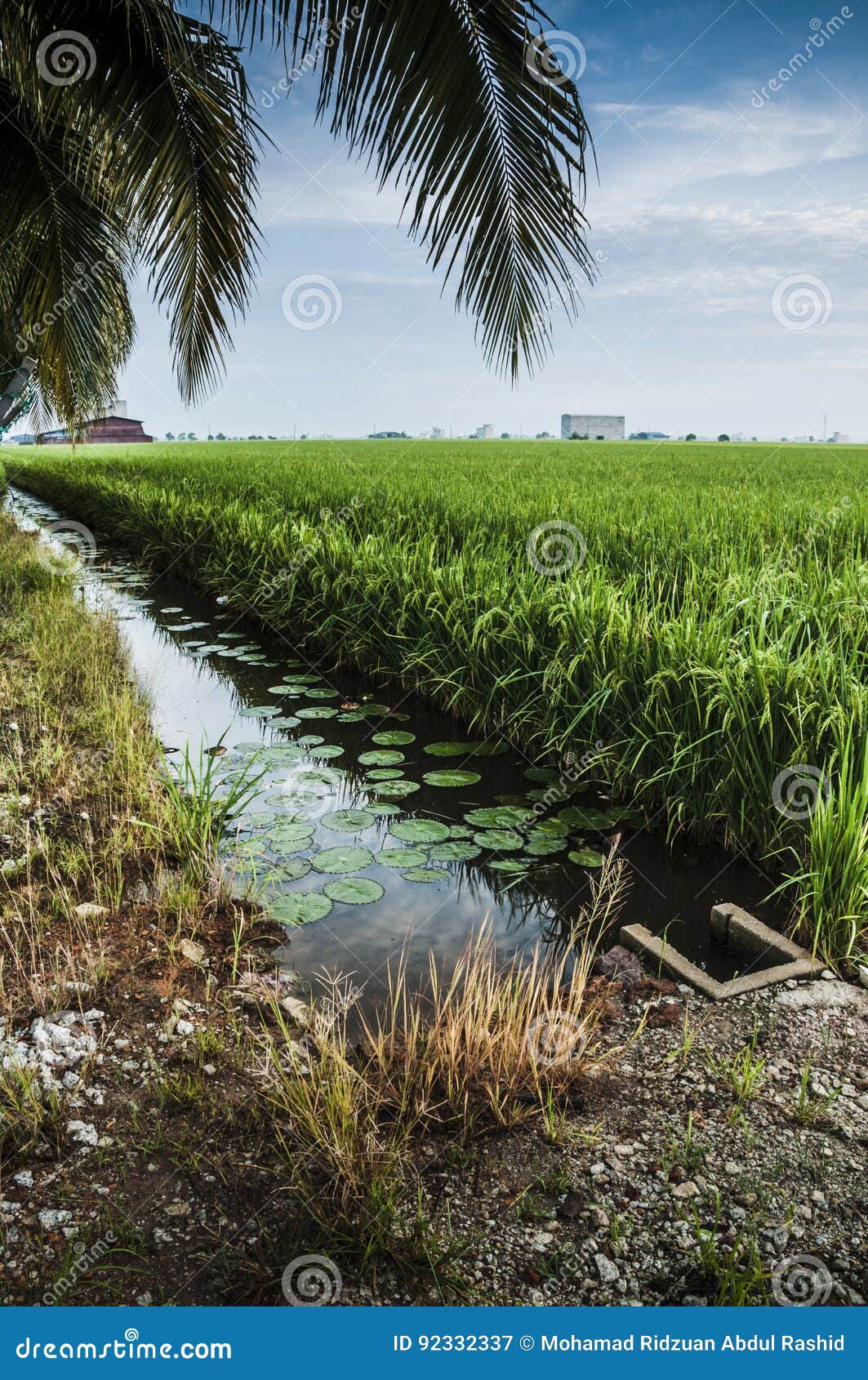 Padi Field stock image. Image of system, sekinchan, nature - 92332337