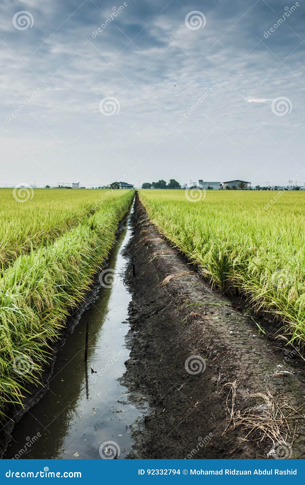Padi Field stock photo. Image of travel, green, sekinchan - 92332794