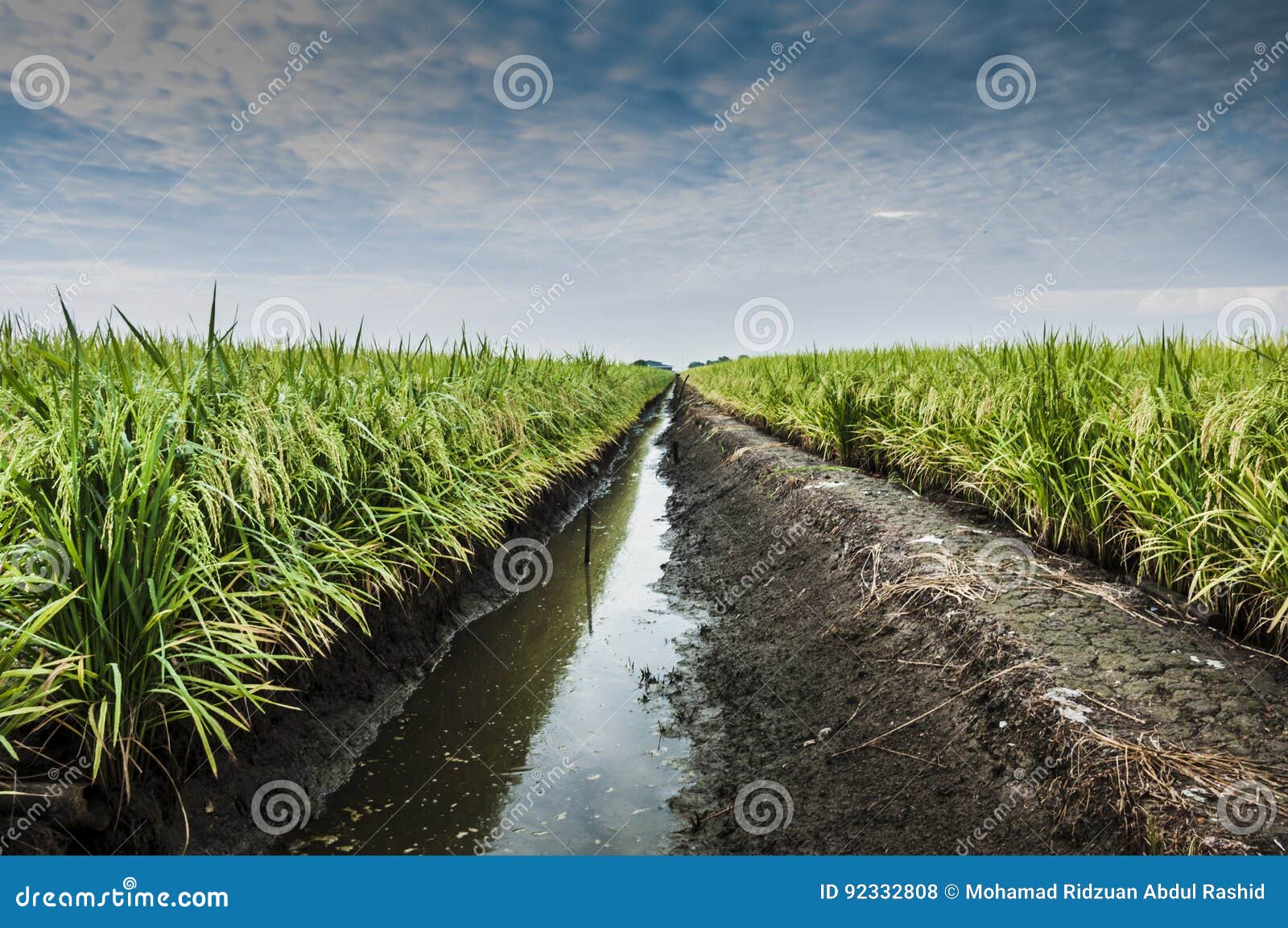 Padi Field stock photo. Image of skies, padi, clouds - 92332808