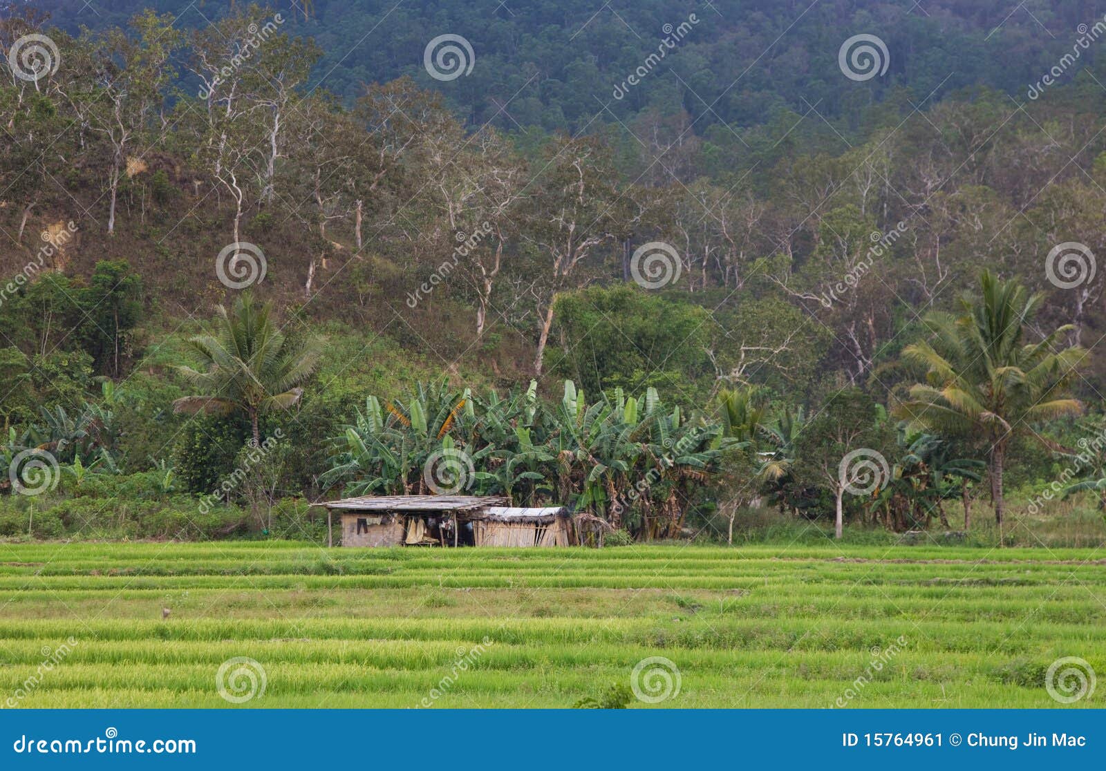 Hut in Padi Field, Timor Leste Stock Image - Image of cool, outdoor ...