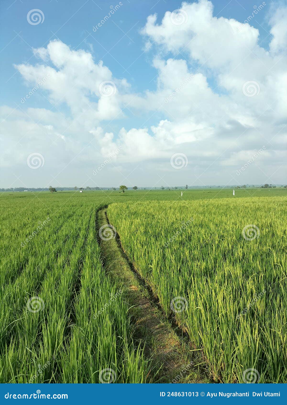 Padi Field very beautiful stock image. Image of horizon - 248631013