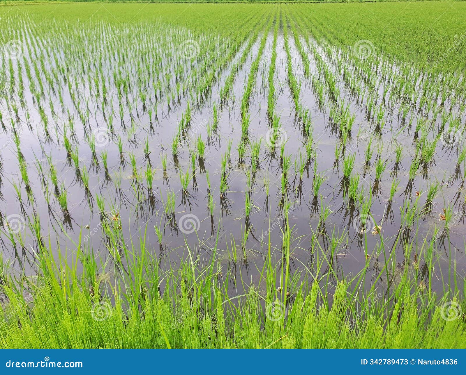 Young Padi Field stock image. Image of greenery, golden - 342789473