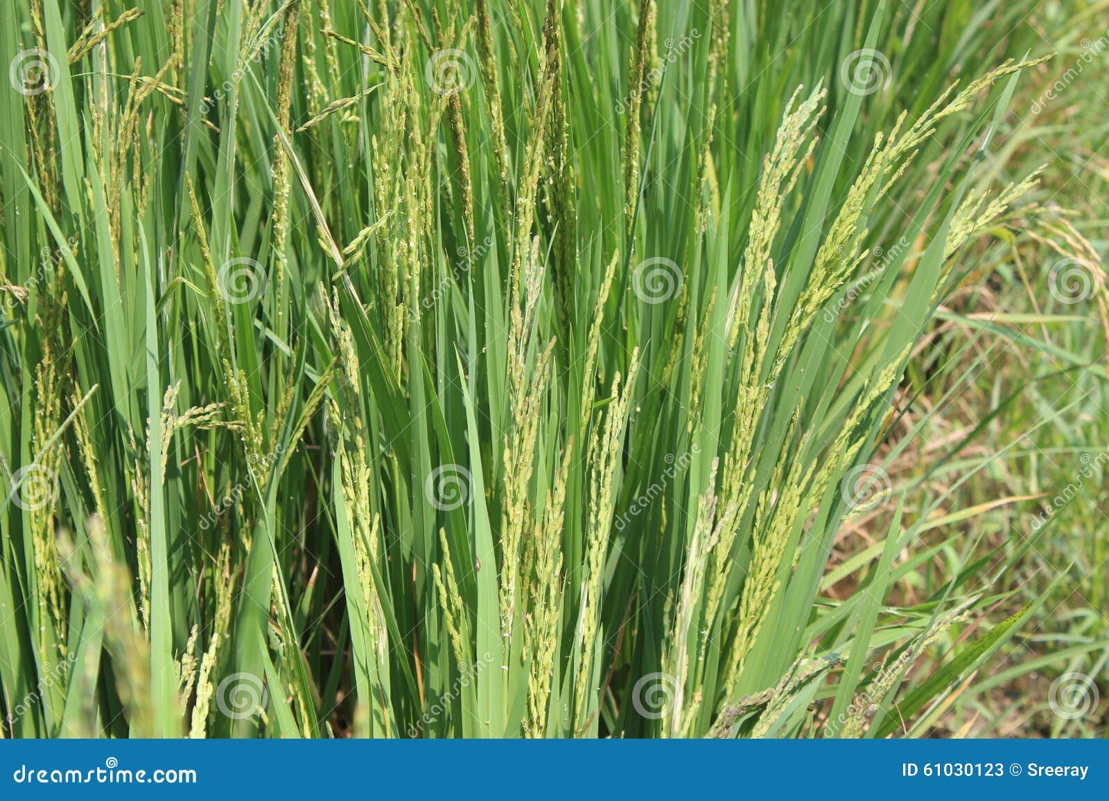 Padi fields stock image. Image of bright, heat, food - 61030123