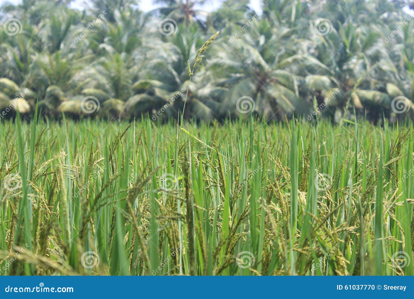 Padi fields stock photo. Image of color, malaysia, fresh - 61037770