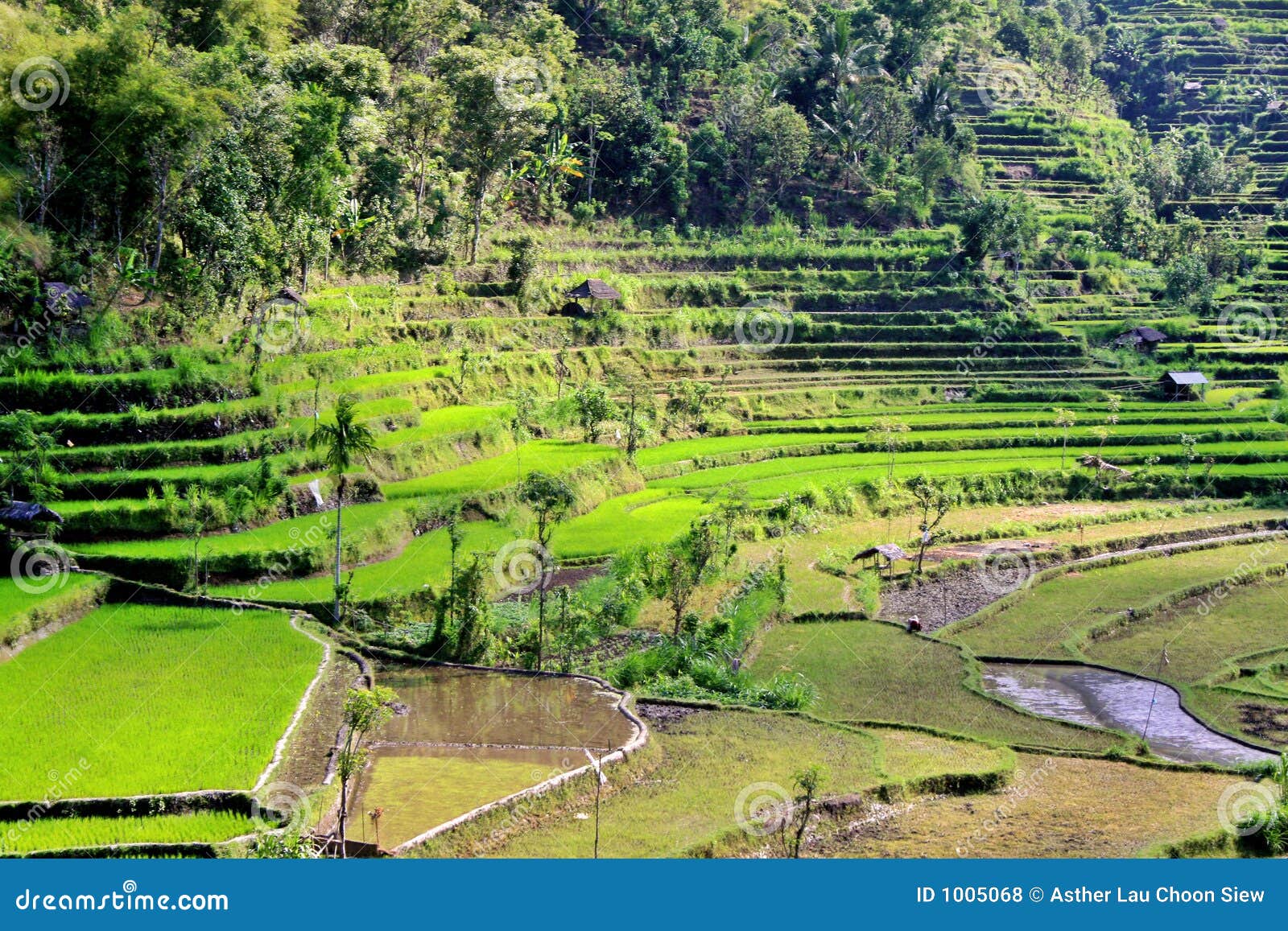 Padi Hill stock photo. Image of farming, padi, rice, hill - 1005068