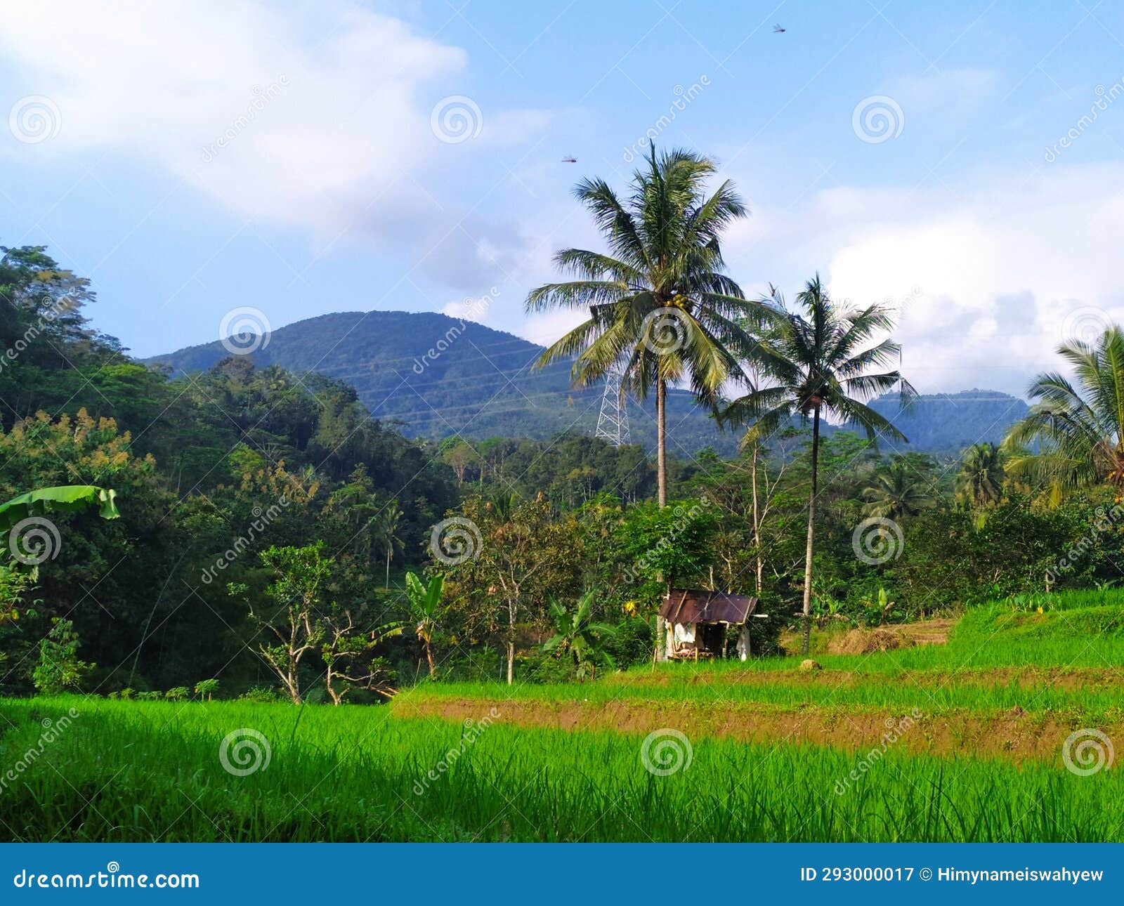 Padi Rice Field in the Morning Stock Image - Image of tree, padi: 293000017