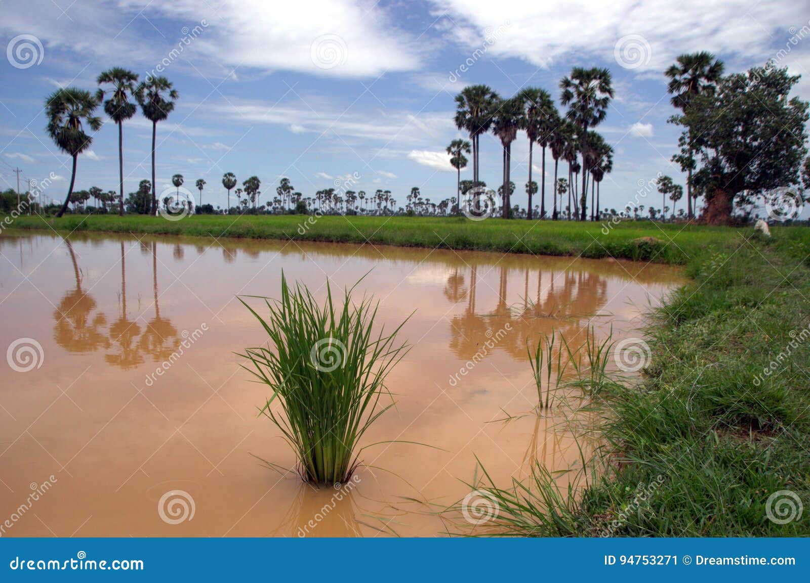 Padi rice fields stock image. Image of scenic, sunny - 94753271