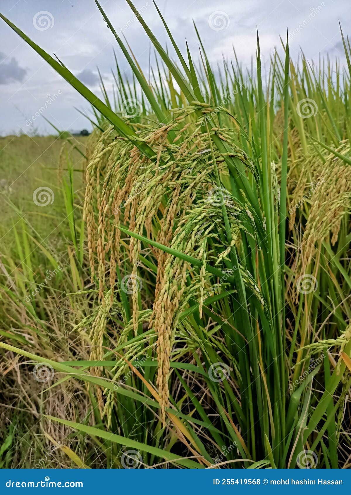Padi tree land stock photo. Image of agriculture, field - 255419568