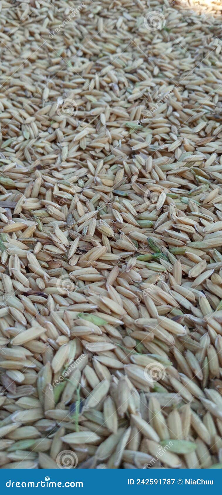 Padi stock image. Image of vegetable, padi, food, cuisine - 242591787