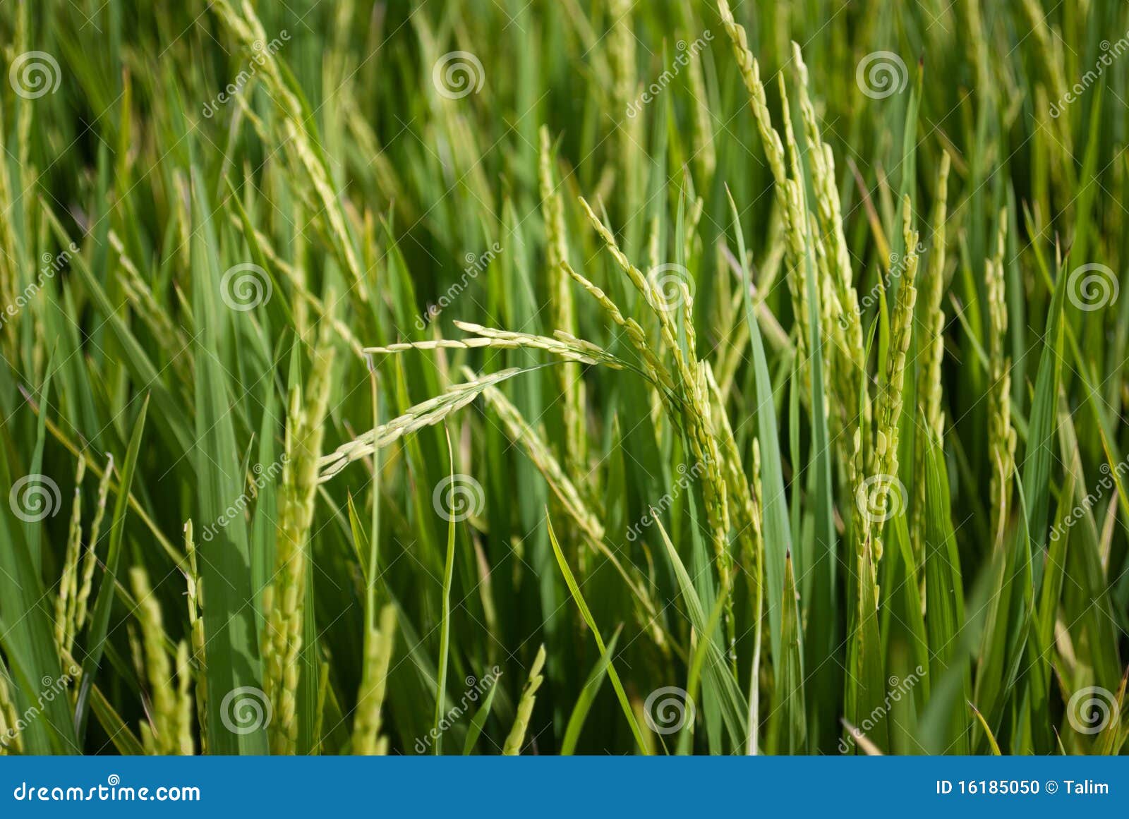 Padie Picture. Image: 16185050