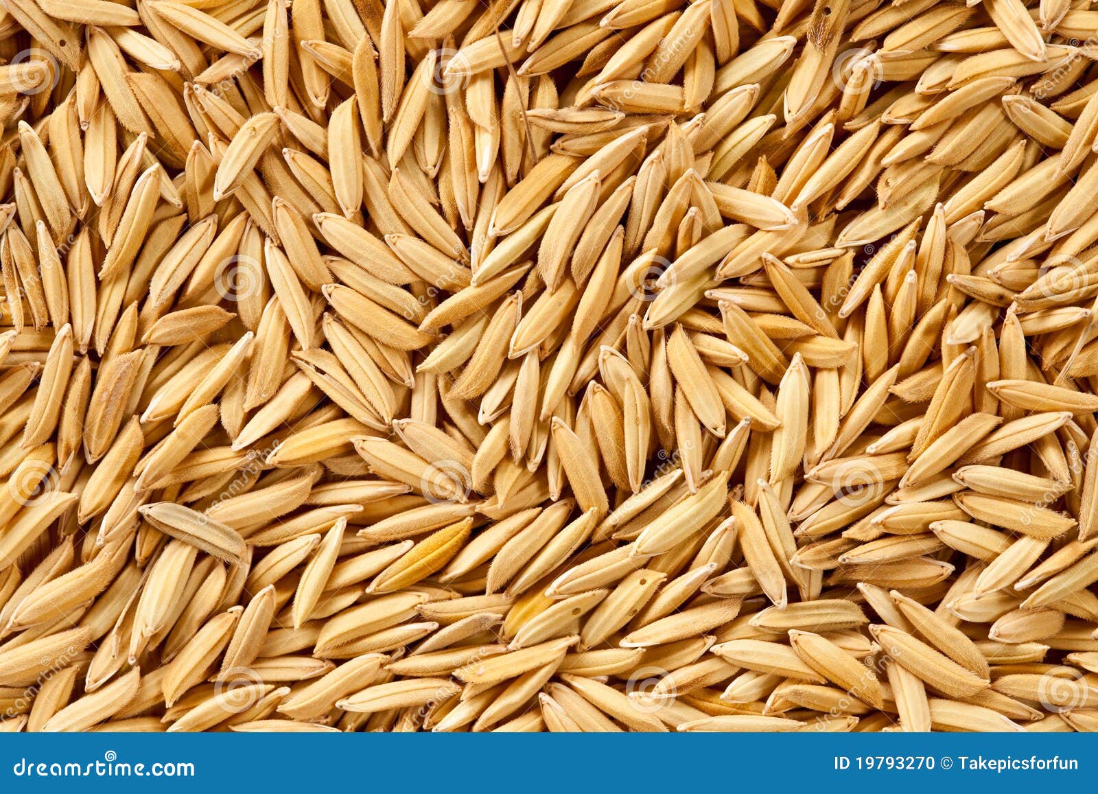 Padie stock foto. Image of nave, korrel, oogst, achtergrond - 19793270