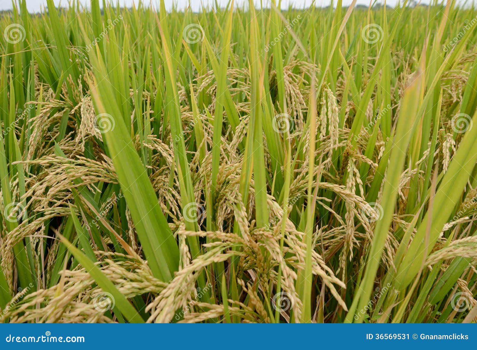 Padie. stock afbeelding. Image of cultuur, rijst, seizoen - 36569531