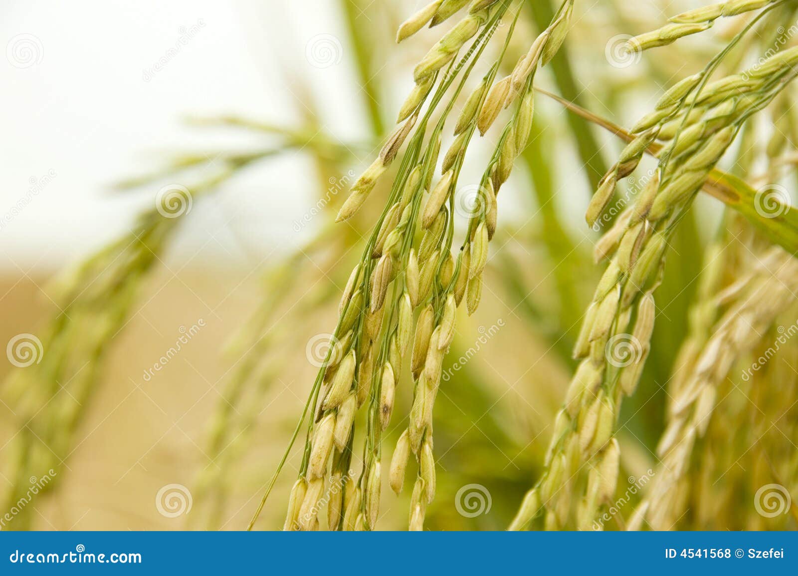 Padie stock foto. Image of bali, daling, goud, aziatisch - 4541568