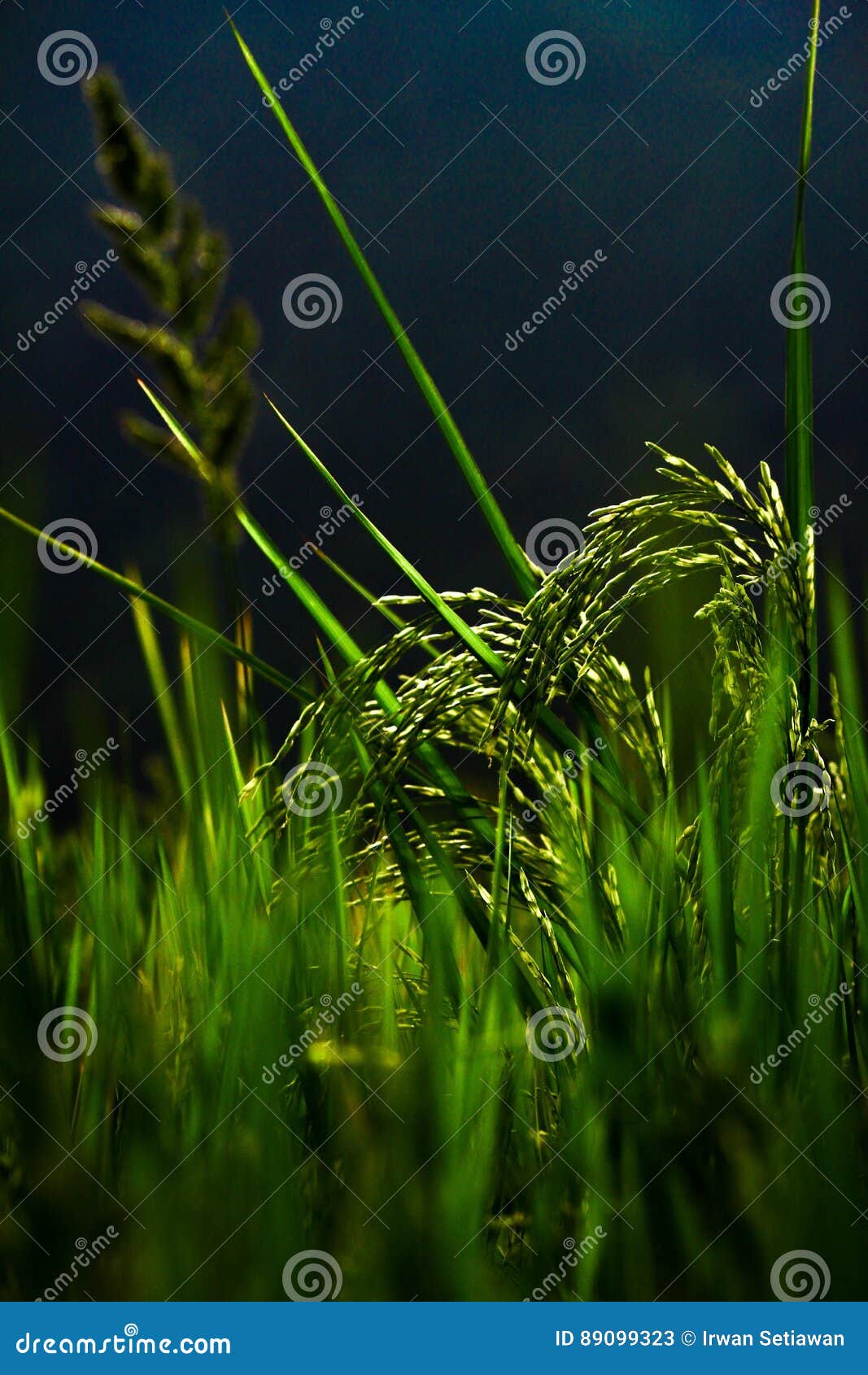 Padie stock afbeelding. Image of landschap, mooi, azië - 89099323