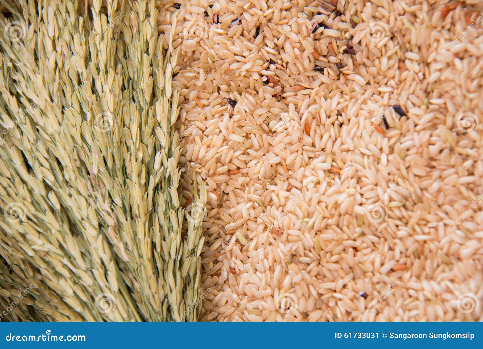 Padie, Ongepelde Rijst, Witte Rijst Stock Afbeelding - Image of eten ...