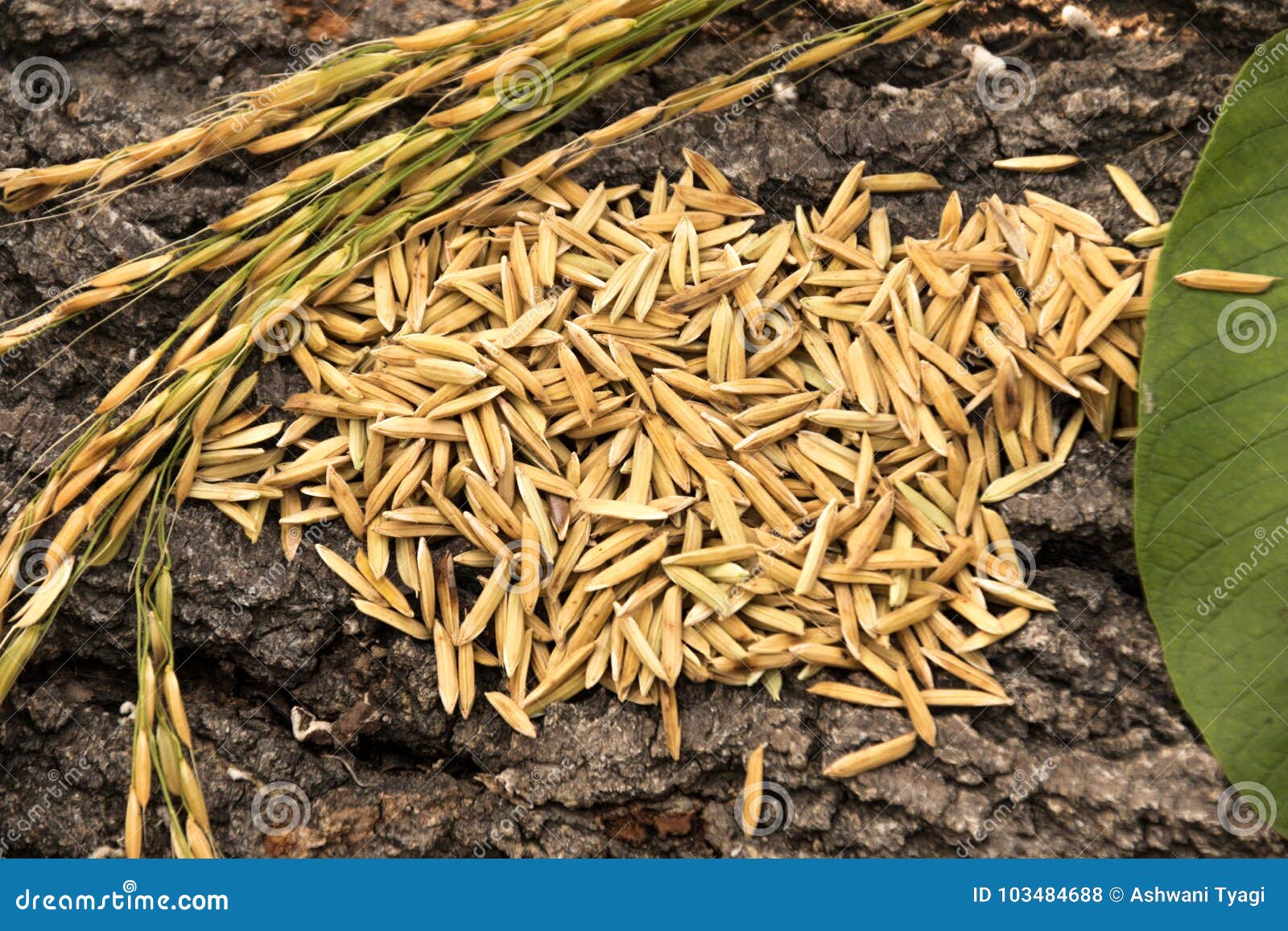 Padie op hout stock foto. Image of landbouw, installatie - 103484688