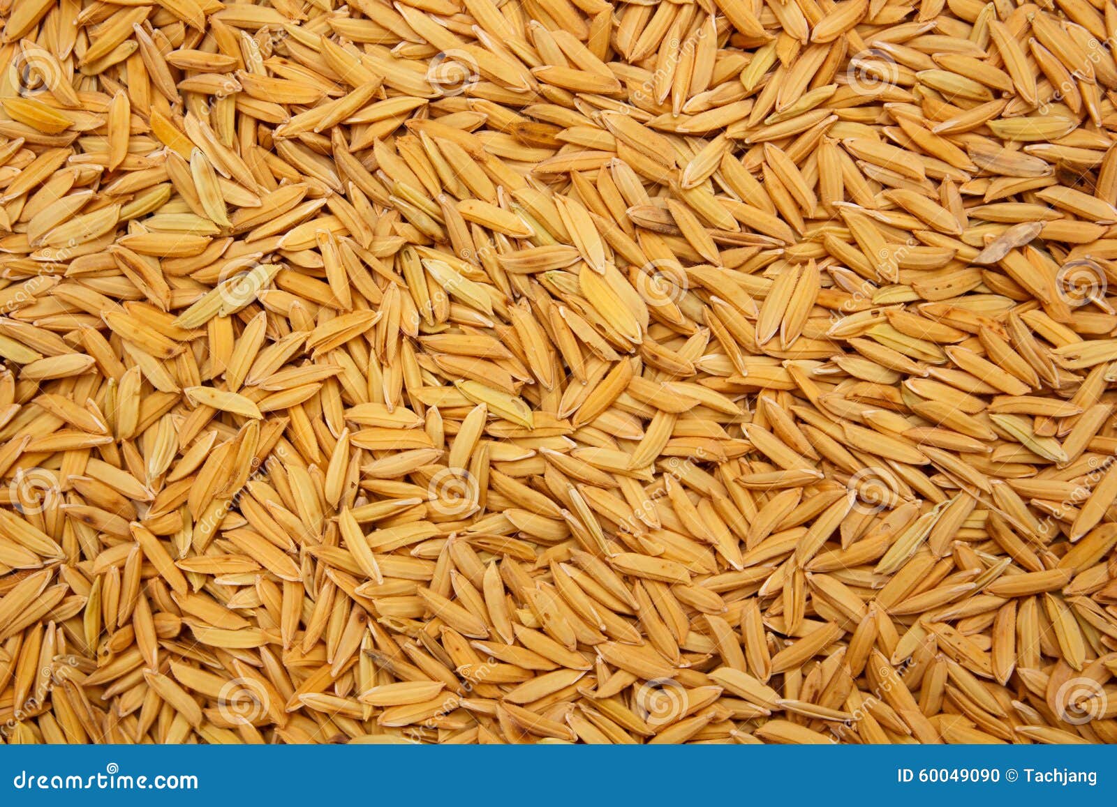 Padie/rijst stock foto. Image of achtergrond, patroon - 60049090