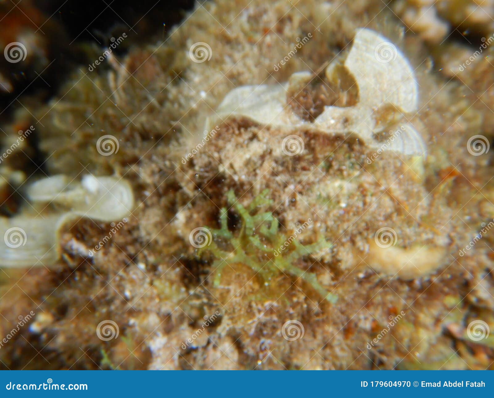 Padina Pavonica, Seaweeds, Brown Algae Stock Photo - Image of kombu ...