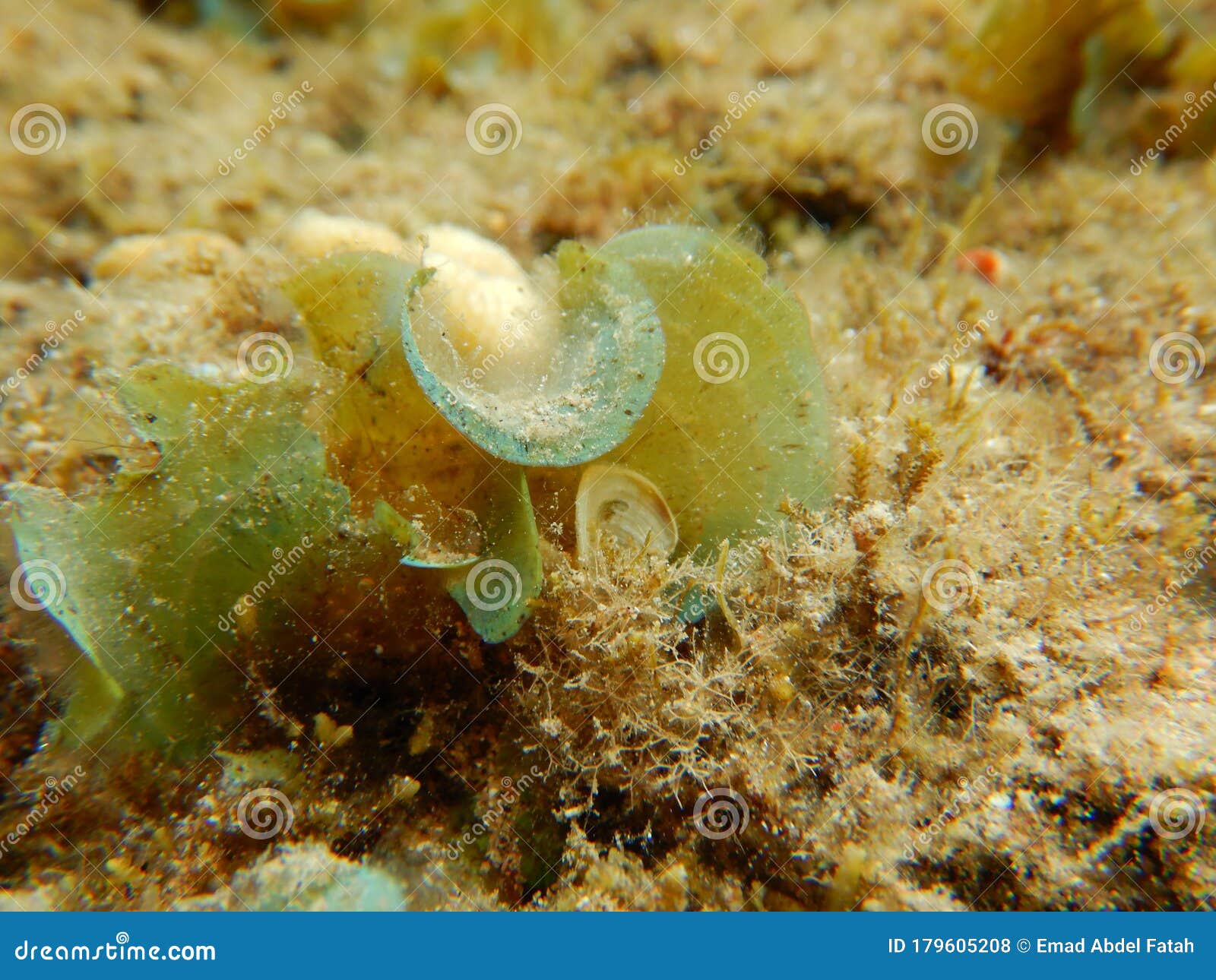 Padina Sp, Macroalage, Seaweeds Stock Photo - Image of cooking, kelp ...