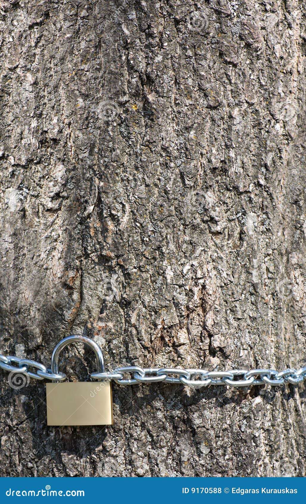 Padlock on tree stock photo. Image of brass, background - 9170588