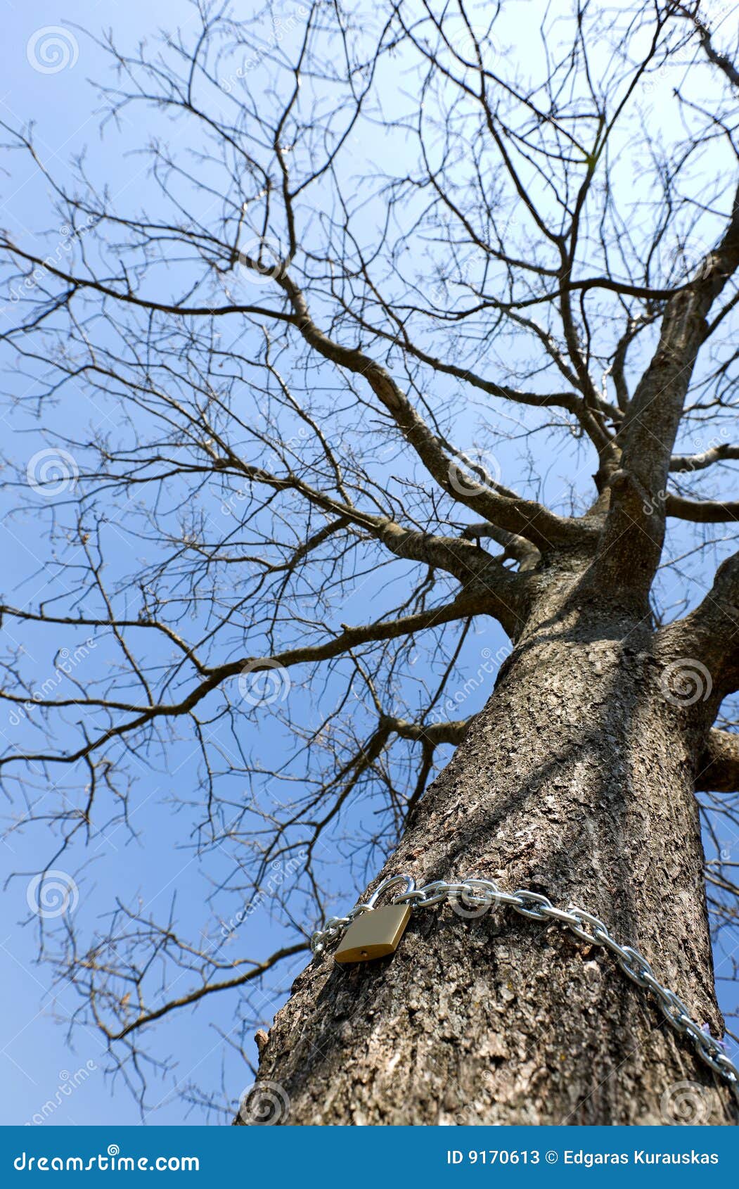 Padlock on tree stock image. Image of brown, lock, golden - 9170613