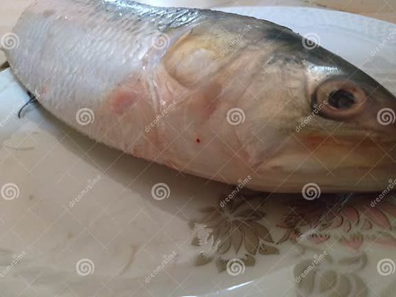 Padma river hilsha fish stock image. Image of bangladesh - 172100749