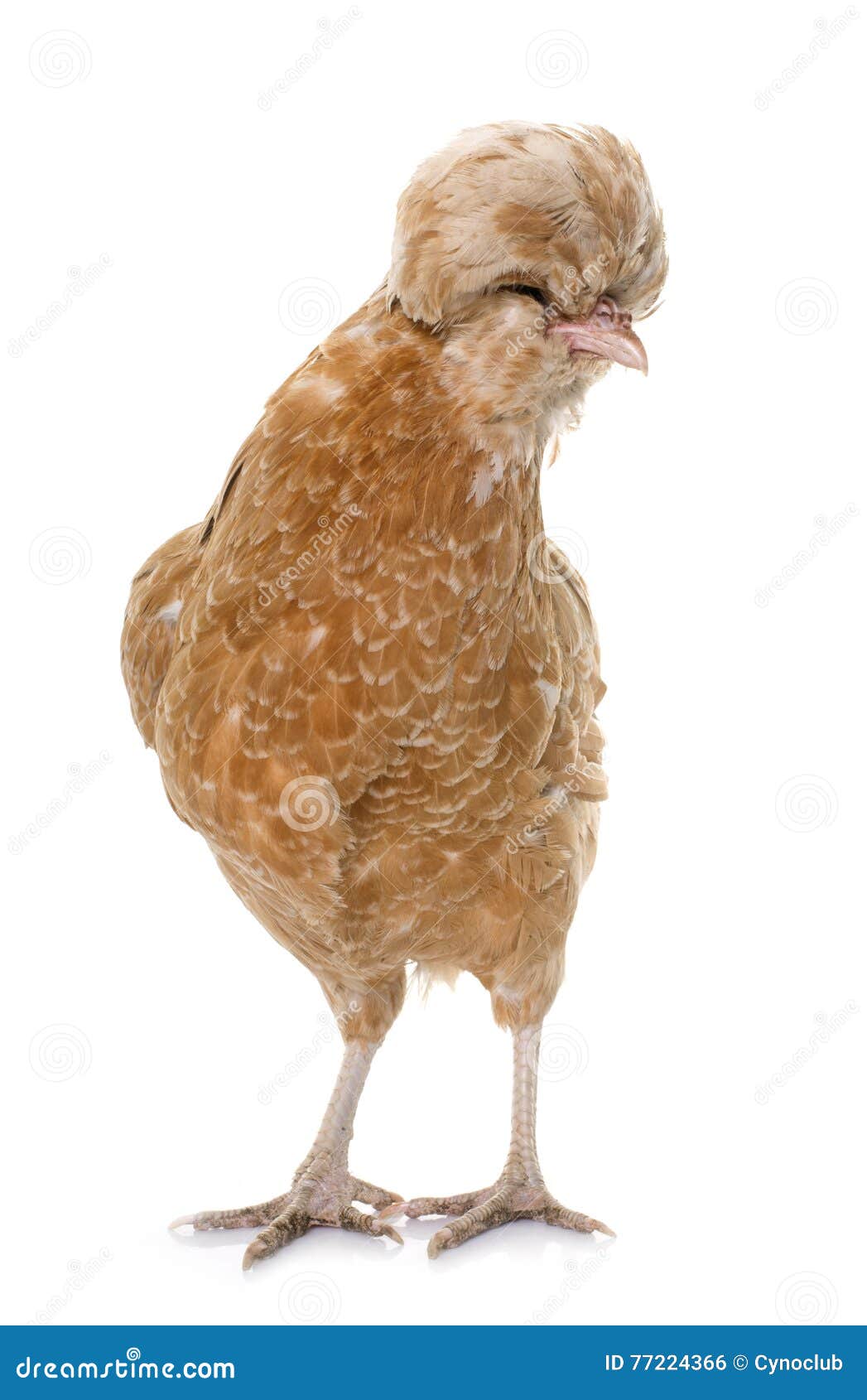 Padovana chicken in studio stock photo. Image of chicken - 77224366