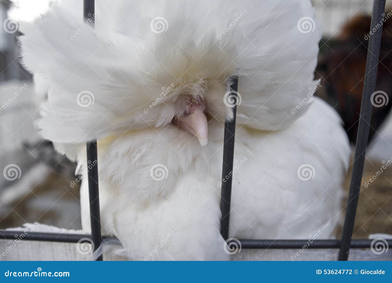 Paduan chicken stock photo. Image of ornithology, italian - 53624772