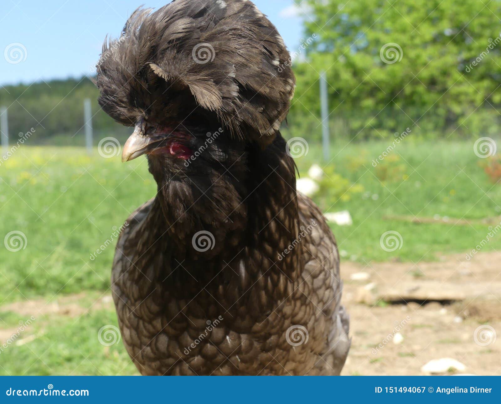 Paduaner chicken stock image. Image of chicken, farming - 151494067