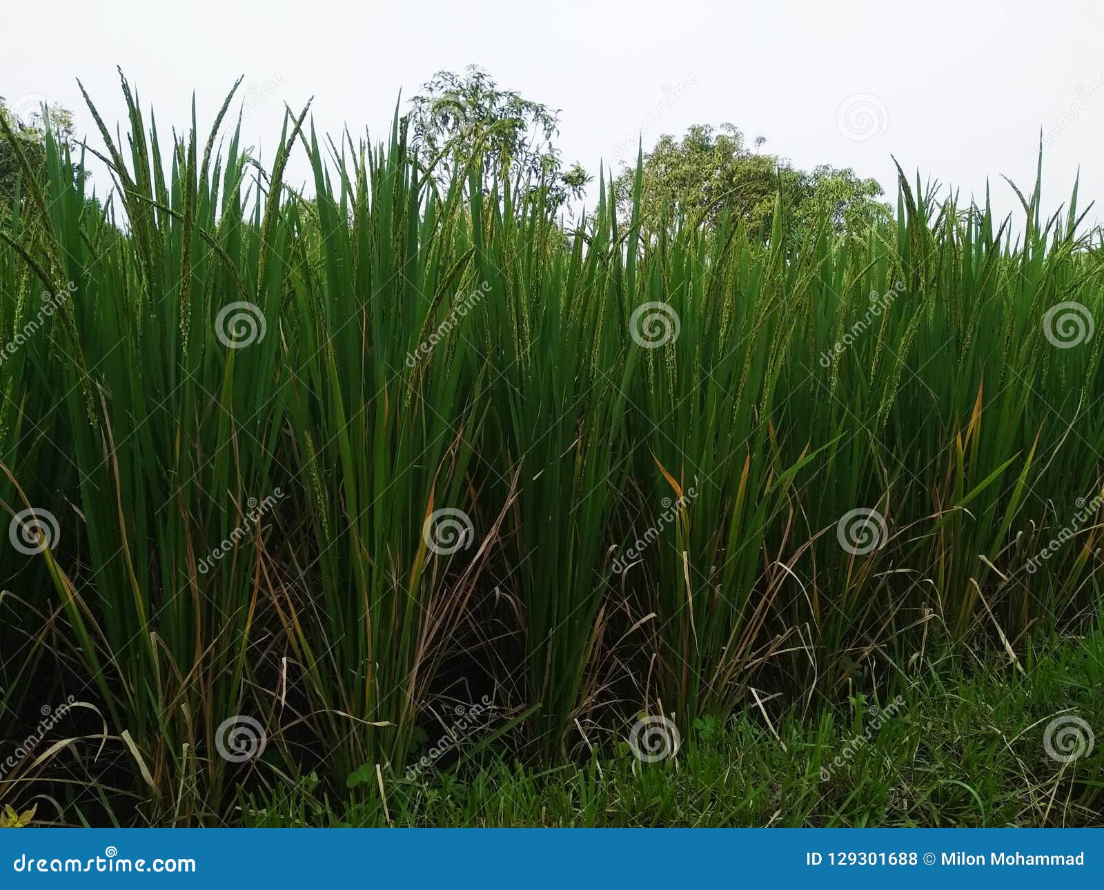 Pady стоковое фото. изображение насчитывающей природа - 129301688