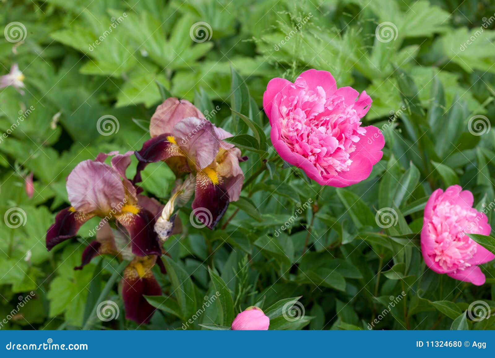 Paeon fotografia stock. Immagine di stagione, esterno - 11324680