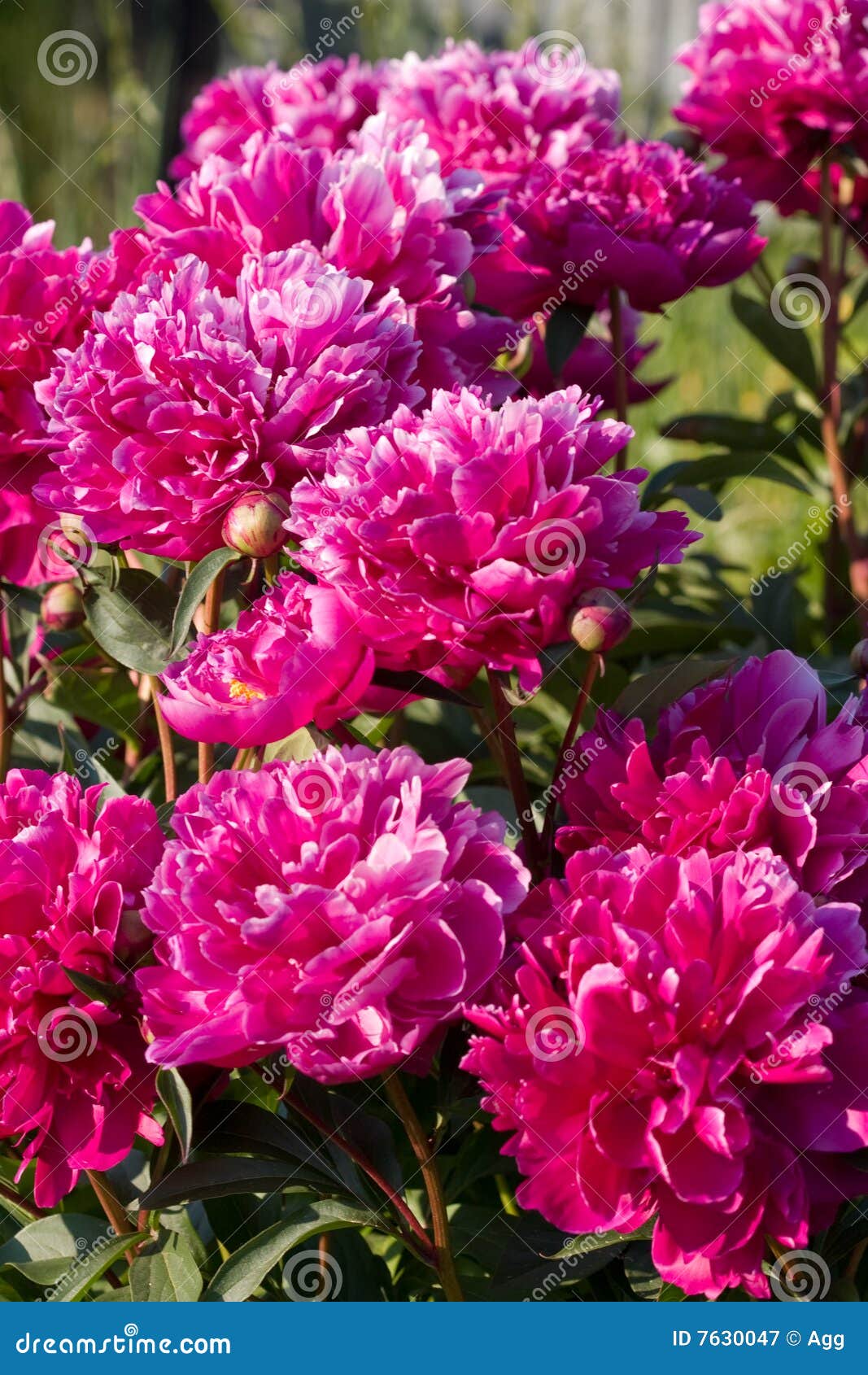 Paeon stock image. Image of fragility, flower, bloom, aromatic - 7630047