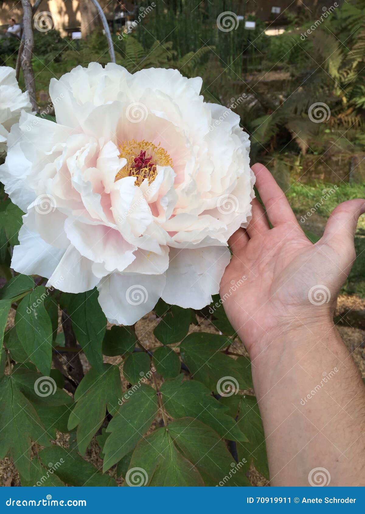 Paeonia arborea stock image. Image of paeonia, arborea - 70919911