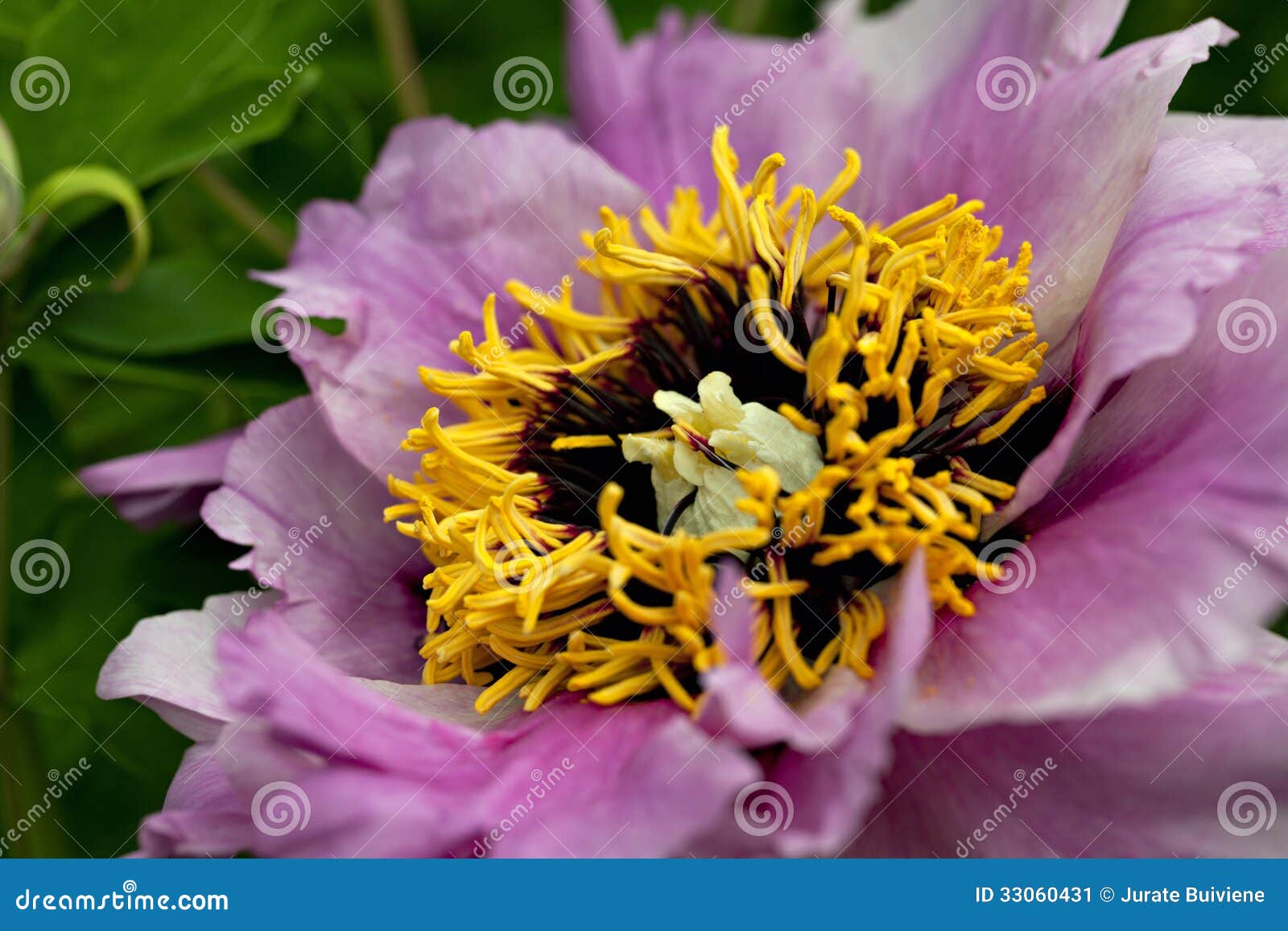 Paeonia stock image. Image of gardens, flowers, suffruticosa - 33060431
