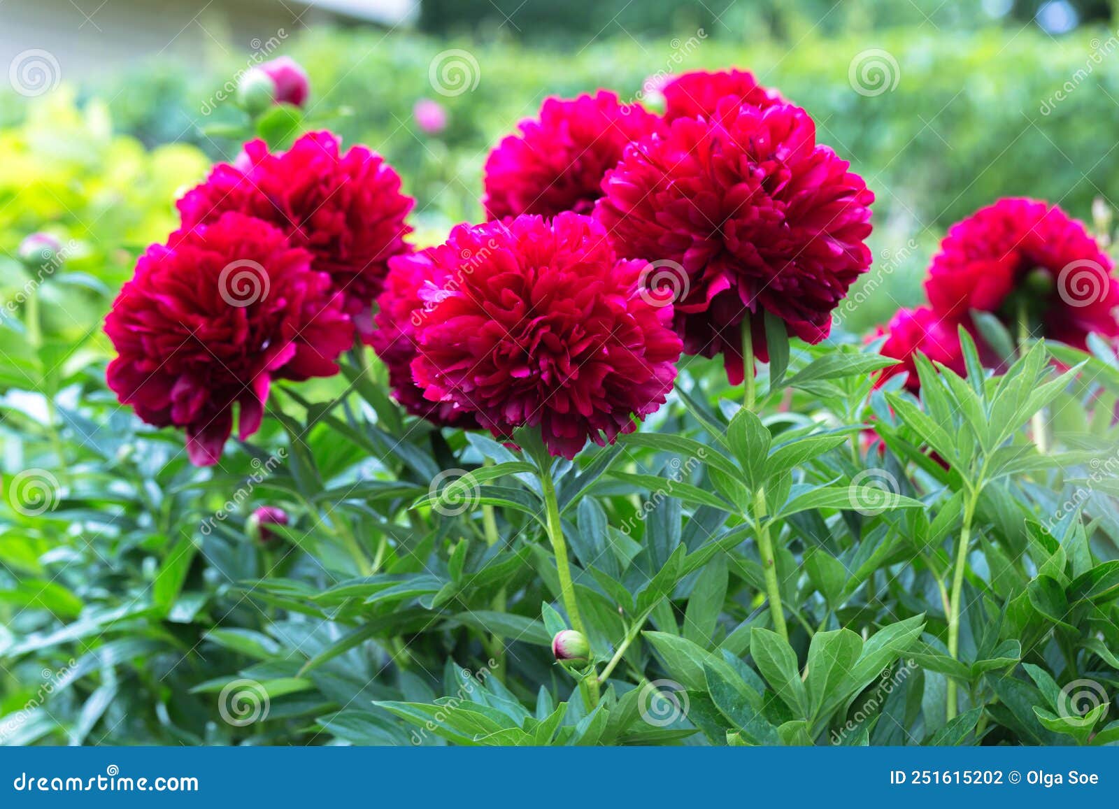 Paeonia Command Performance Flowers in Garden Stock Photo - Image of ...