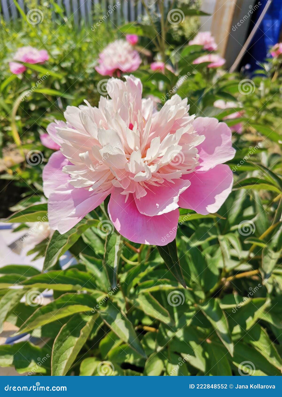 Paeonia flower stock photo. Image of paeonia, leaf, shrub - 222848552