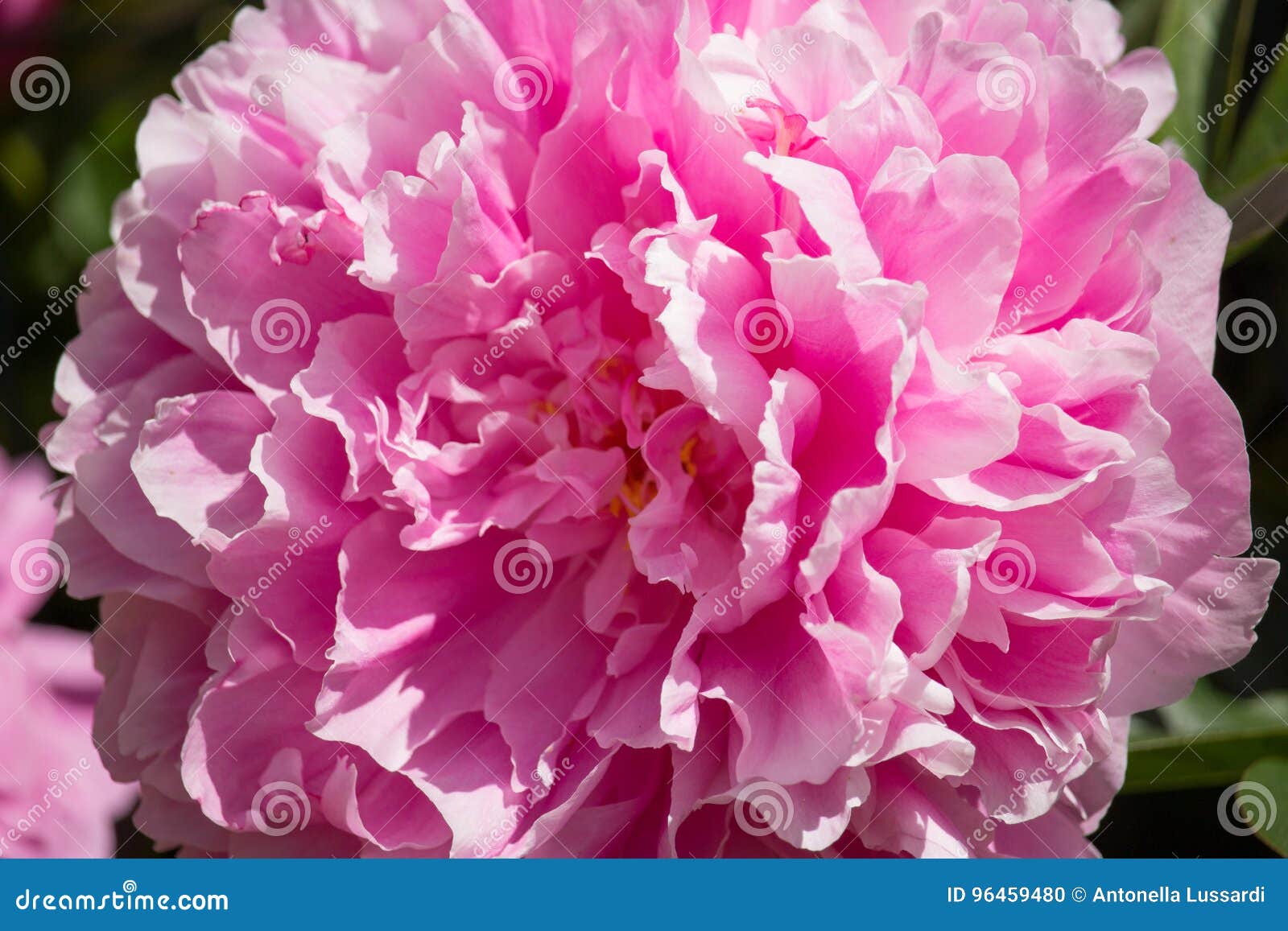 Paeonia Flower stock photo. Image of herb, ornamental - 96459480