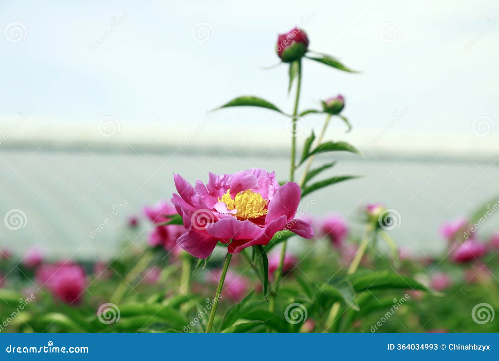 Paeonia Lactiflora Pall-Fresh Cut Flowers Stock Photo | CartoonDealer ...
