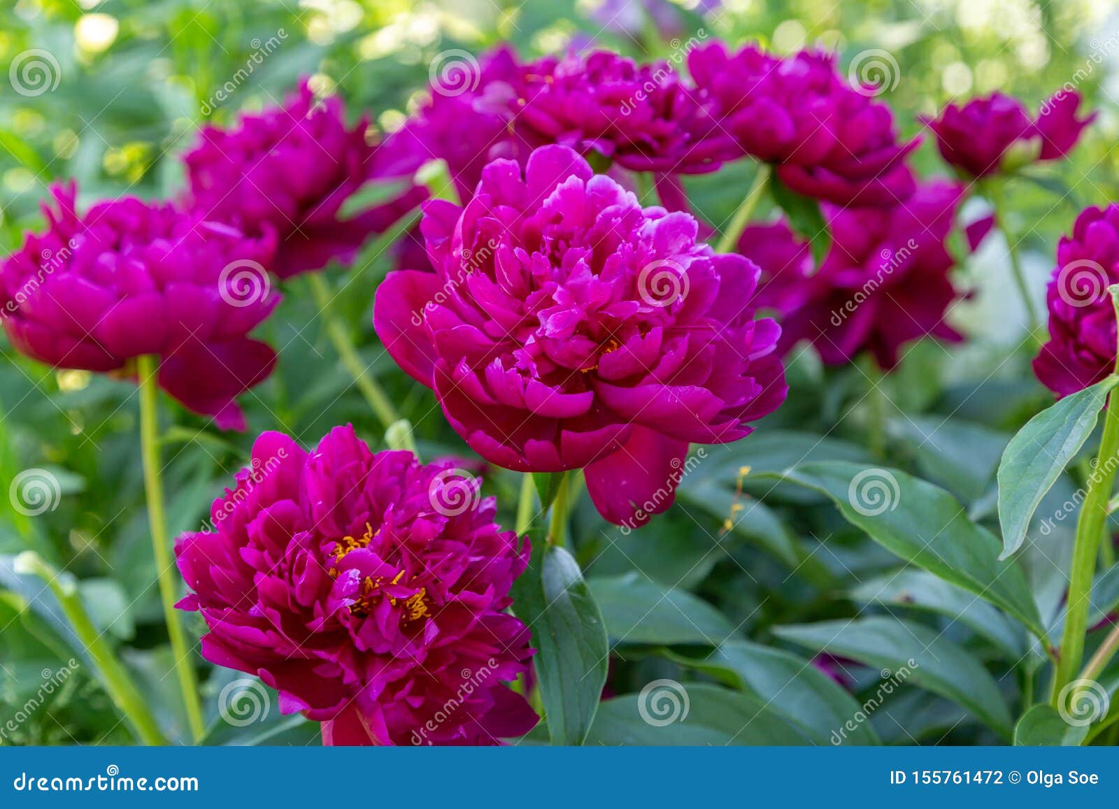 Paeonia Lactiflora Grp Peter Brand Stock Foto - Image of lente ...