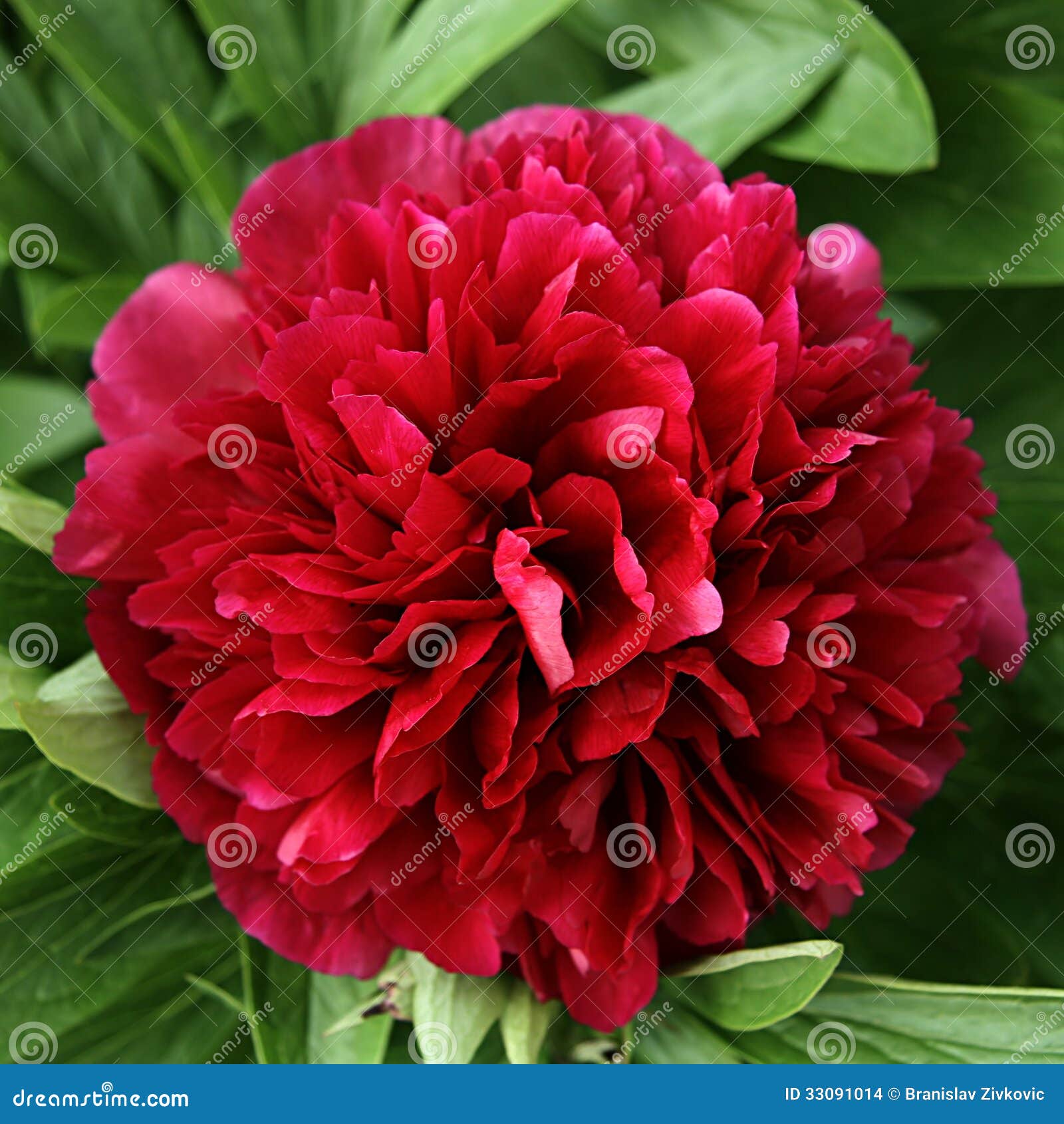 Paeoniaceae stock photo. Image of flower, copyspace, colourful - 33091014