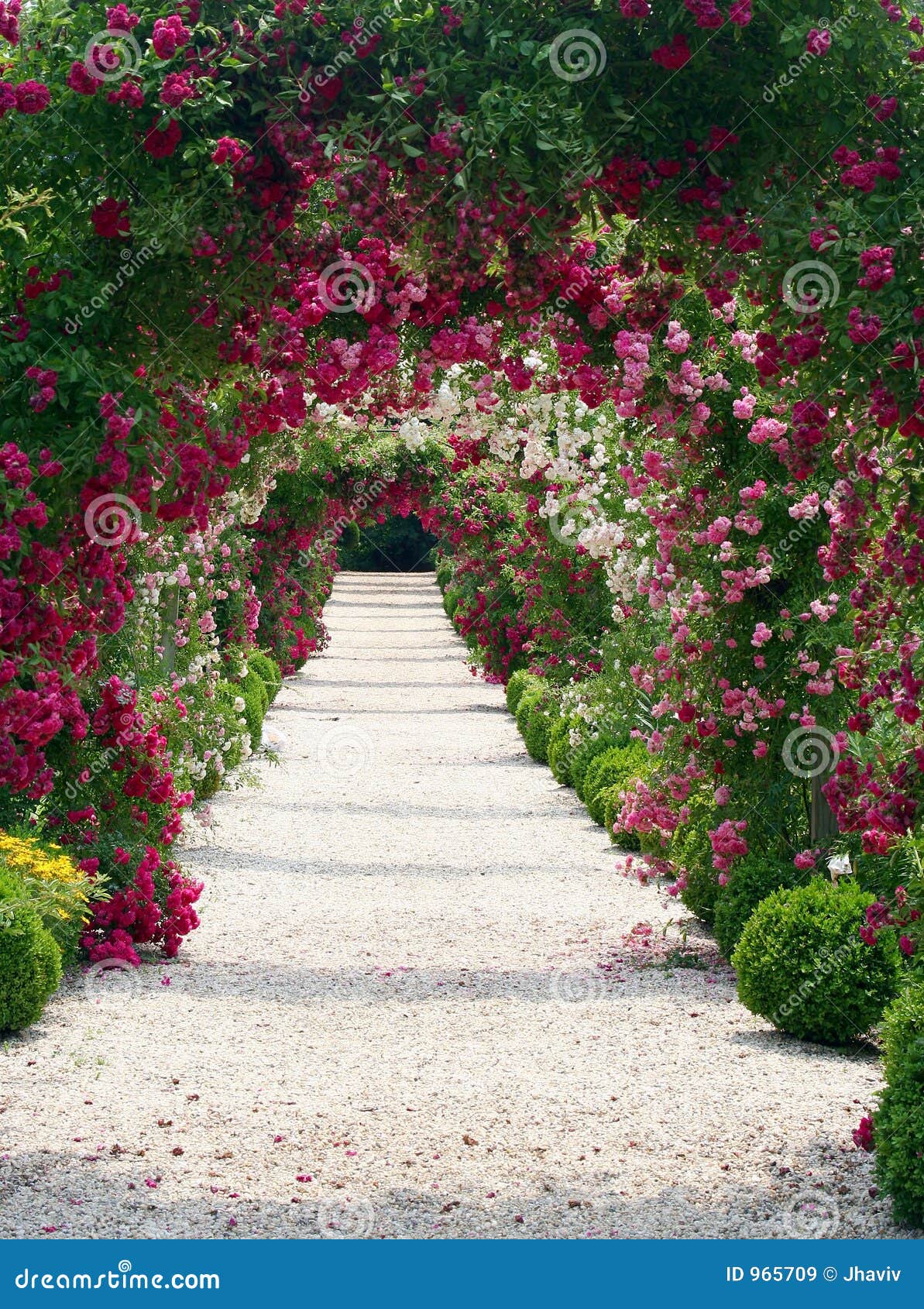 Paesaggio del roseto immagine stock. Immagine di erba, base - 965709