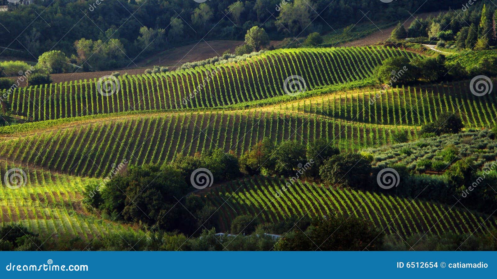 Paesaggio della campagna fotografia stock. Immagine di alberi - 6512654